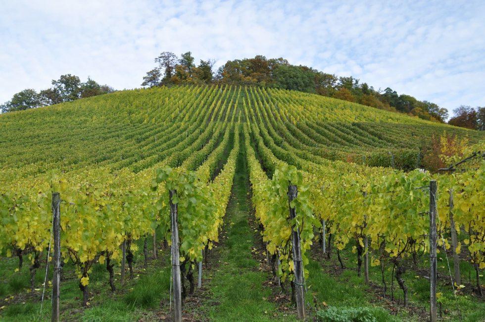 Cool Climate Viticulture - Agro-Pro Ltd