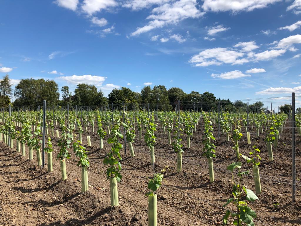 Vineyard Planning & Design - Agro-Pro Ltd